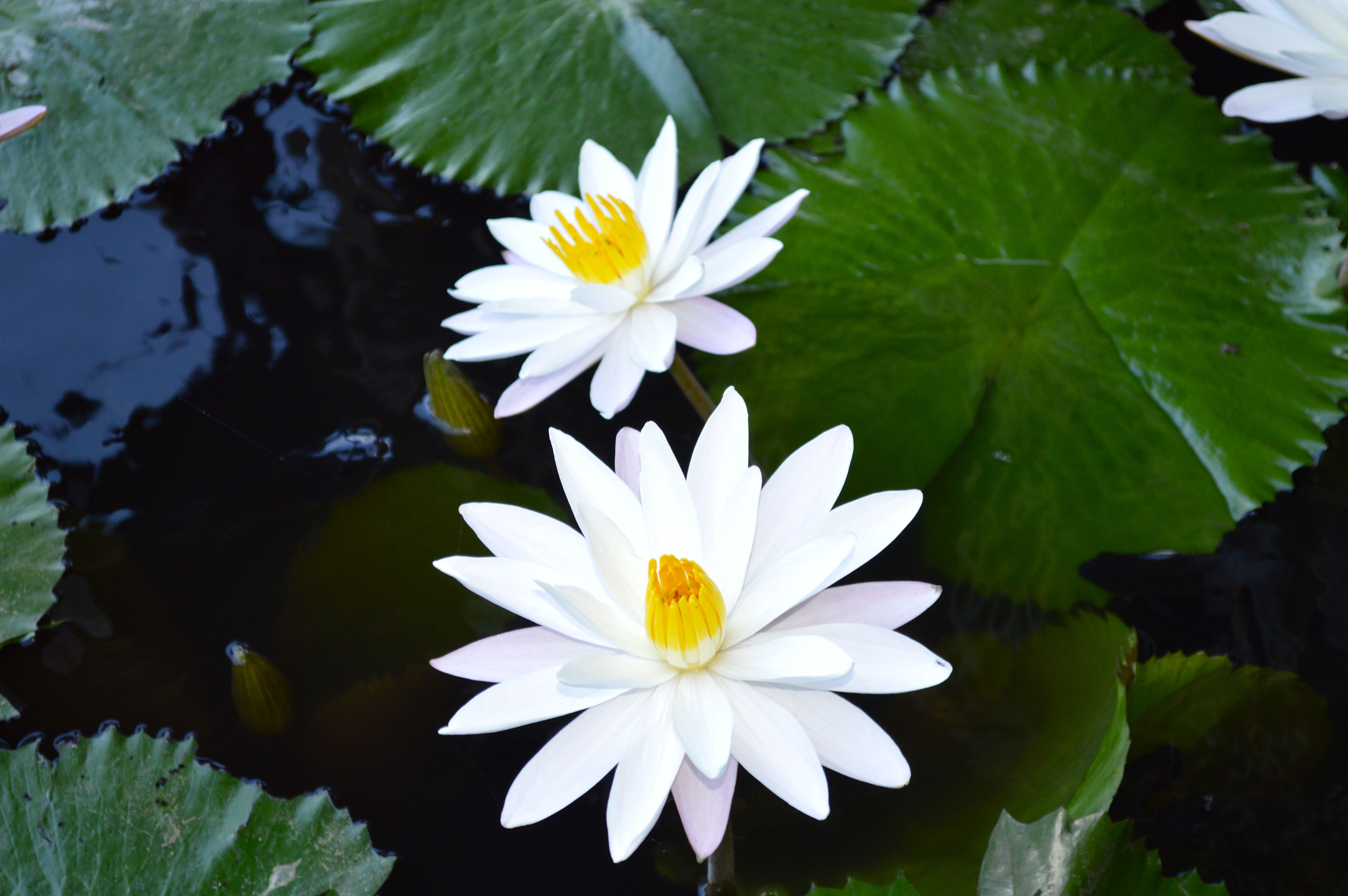 Buddhism is Everyday Life by Gyomay Kubose - Toronto Buddhist Church
